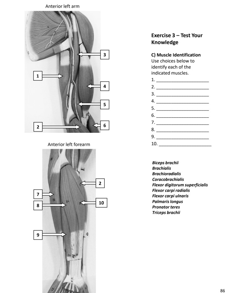 Solved B) Match each action with an appropriate muscle. | Chegg.com