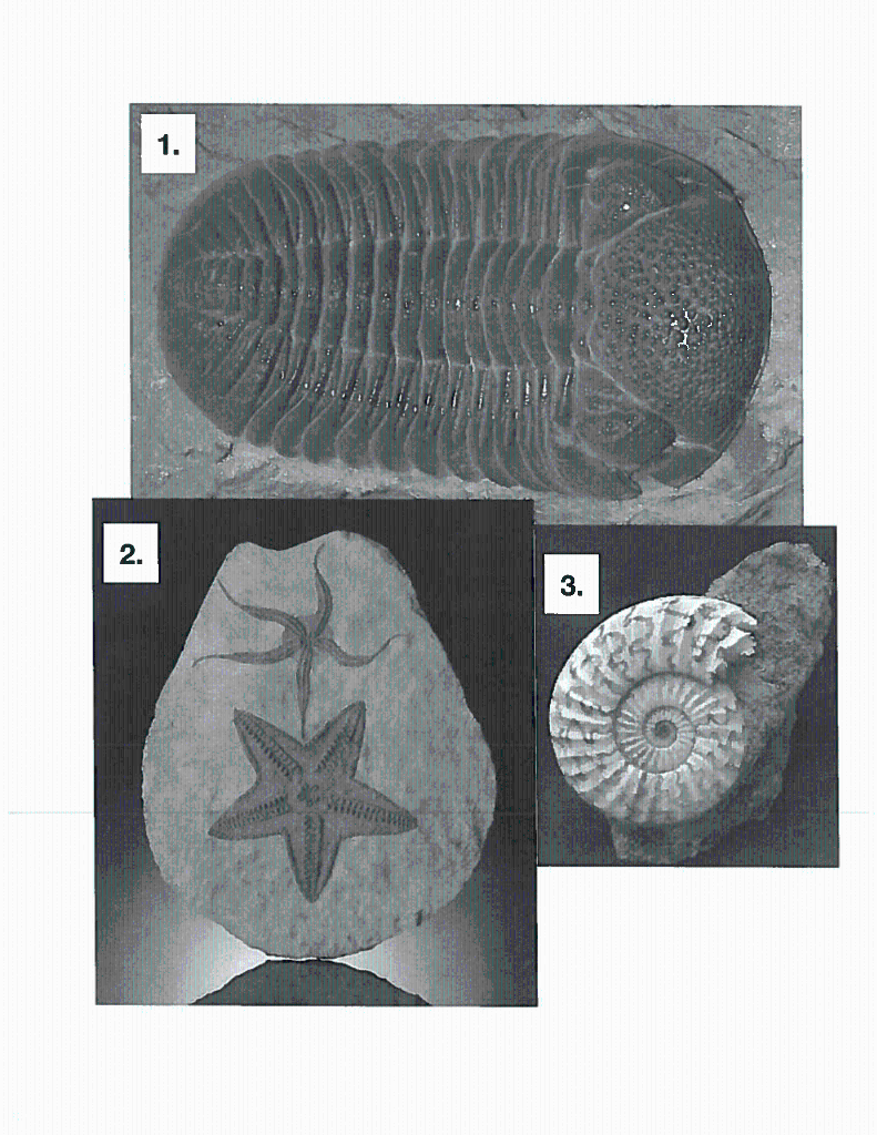 Solved Identify all fossil specimens provided by your | Chegg.com