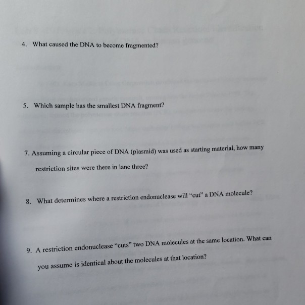 4. What caused the DNA to become fragmented? 5. Which | Chegg.com