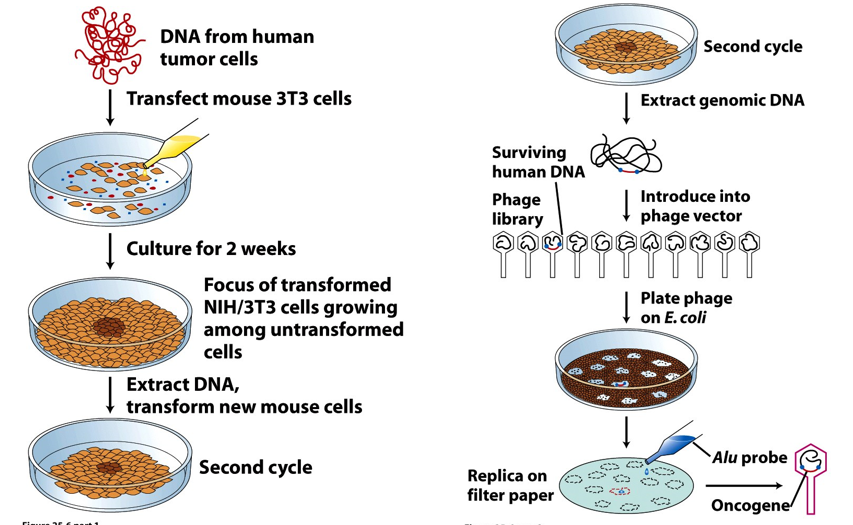 Solved PLEASE GIVE DETAIL STEP BY STEP ON WHAT IS HAPPENING. | Chegg.com