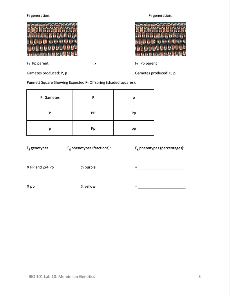 solved-bio-101-lab-10-mendelian-genetics-to-submit-print-chegg