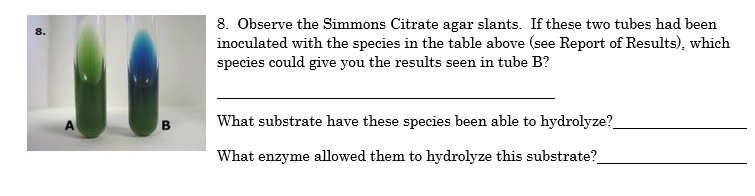 Solved 8. Observe the Simmons Citrate agar slants. If these | Chegg.com