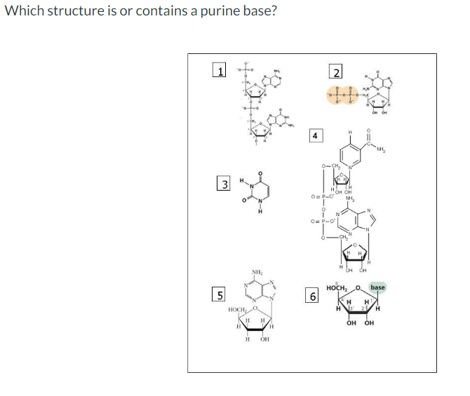 Solved Which structure is or contains a purine base? | Chegg.com