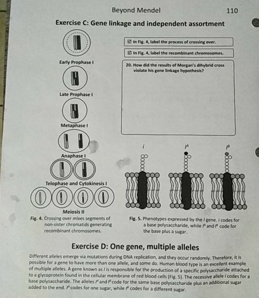 Solved Beyond Mendel 110 Exercise C: Gene linkage and | Chegg.com