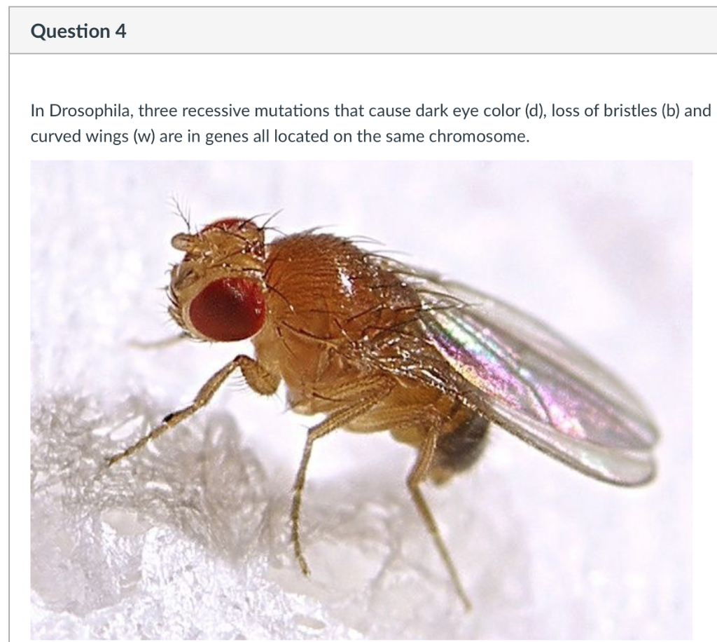 Solved Question 4 In Drosophila, three recessive mutations | Chegg.com