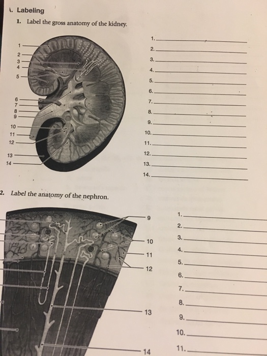 Solved Labeling 1. Label the gross anatomy of the kidney 3. | Chegg.com