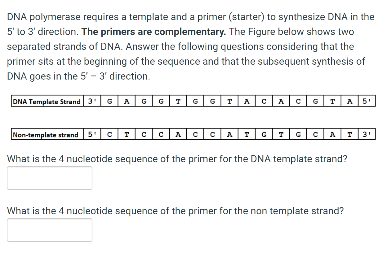 Solved DNA polymerase requires a template and a primer | Chegg.com
