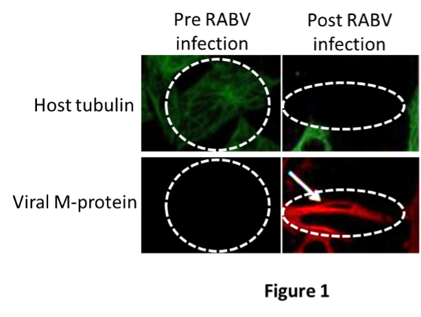 Solved Q4 ﻿MicroscopyRabies, caused by rabies virus (RABV), | Chegg.com