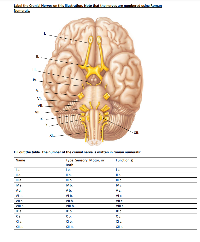 Solved Label the Cranial Nerves on this illustration. Note | Chegg.com