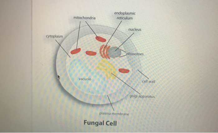 Solved Sort the cell structures shown in Figure 2.5 into | Chegg.com
