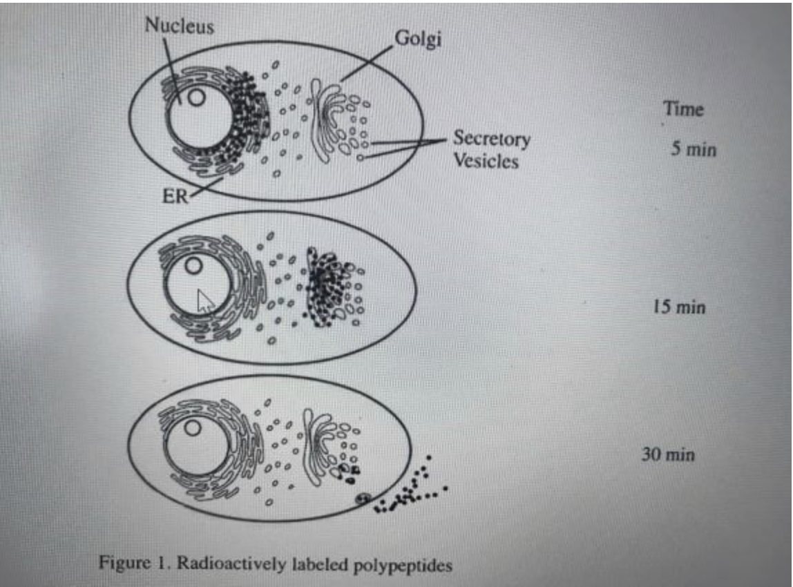 Solved Radioactive labeling is a common way for biologists | Chegg.com