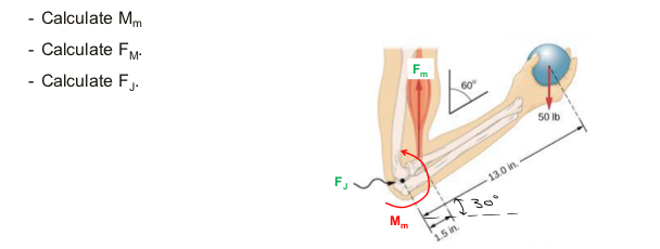 Solved - Calculate MM - Calculate FM - Calculate F, 50 lb | Chegg.com