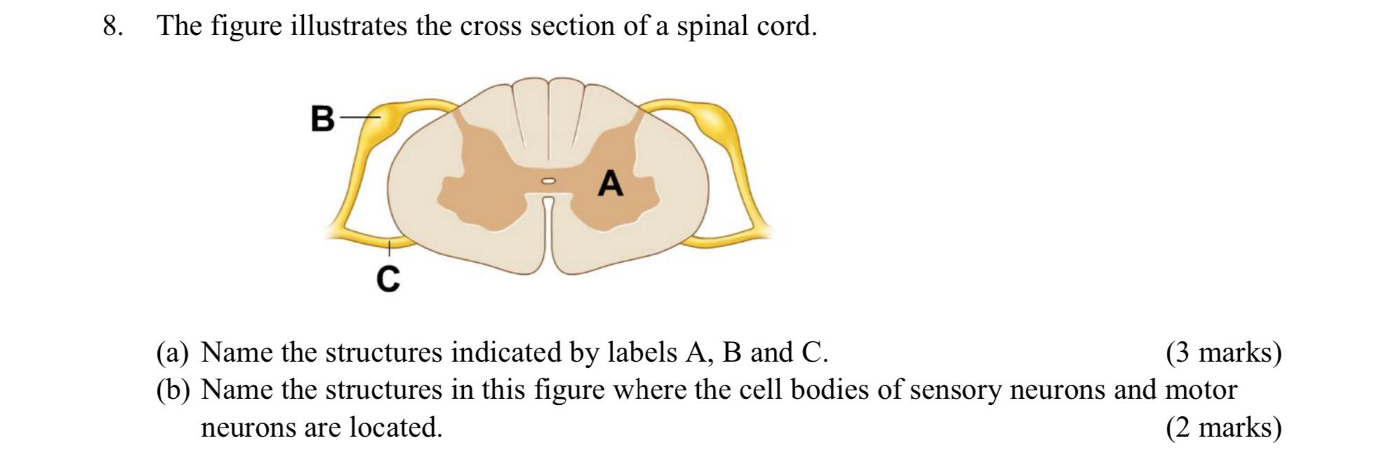 Solved 8. The figure illustrates the cross section of a | Chegg.com