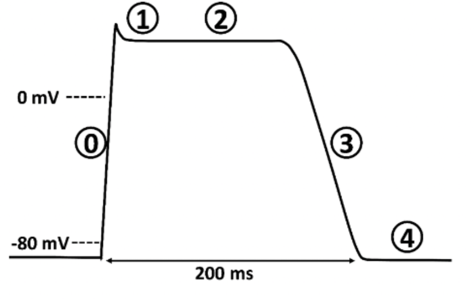 Cardiac Action Potential Graph