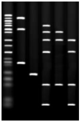 Solved 1. The restriction site for the enzyme MluI is 5’ – | Chegg.com