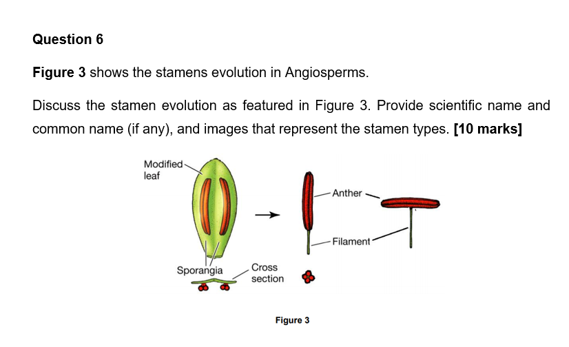 Solved Question 6 Figure 3 shows the stamens evolution in | Chegg.com