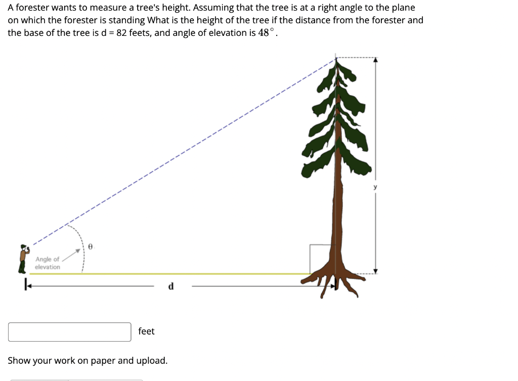 Solved A forester wants to measure a tree's height. Assuming | Chegg.com