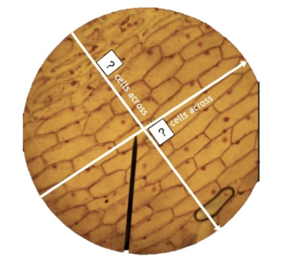 The microscope was at 100X total magnification so | Chegg.com