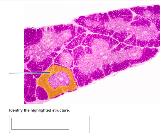 Solved Identify the highlighted structure. | Chegg.com