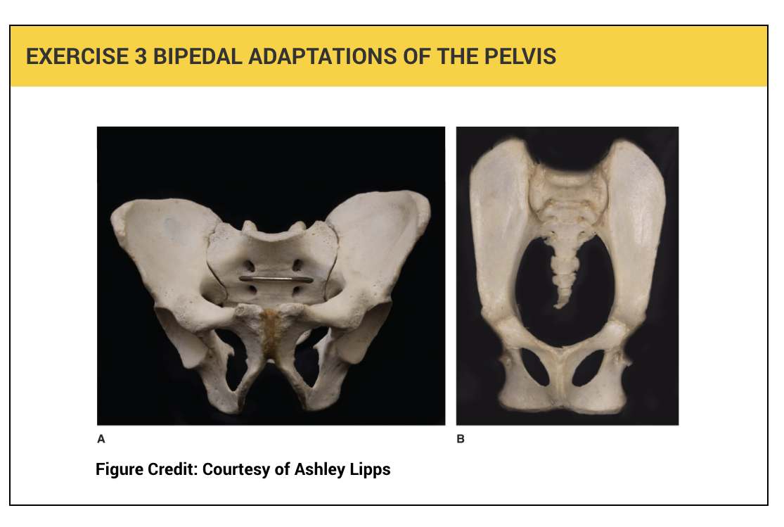 Solved Exercise 3: Bipedal Adaptations of the Pelvis Examine | Chegg.com Solved Exercise 3: Bipedal Adaptations of the Pelvis Examine | Chegg.com