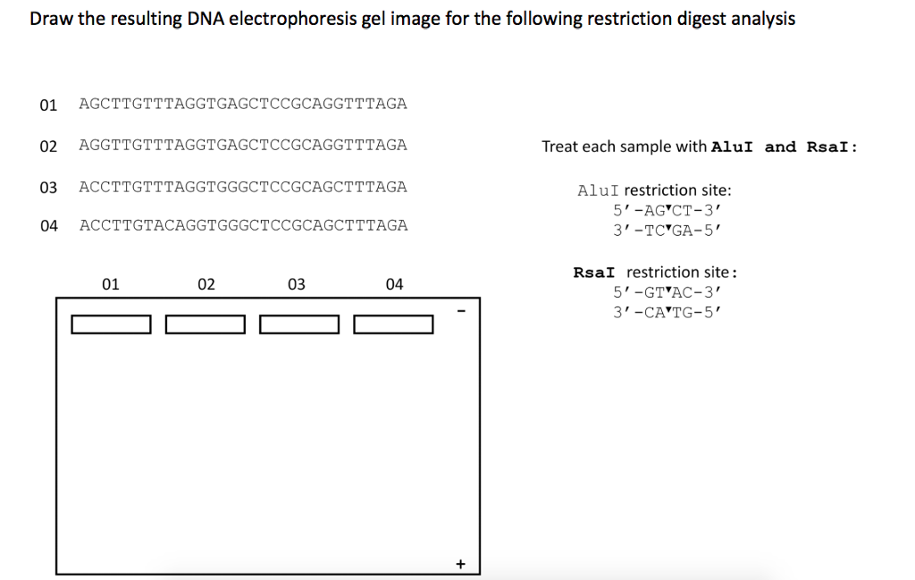 Solved Draw the resulting DNA electrophoresis gel image for | Chegg.com