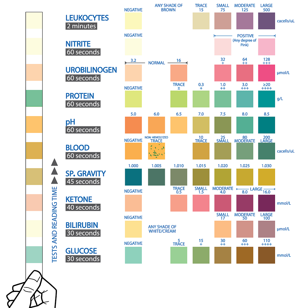 Solved Based on your patient's urinalysis results, what | Chegg.com