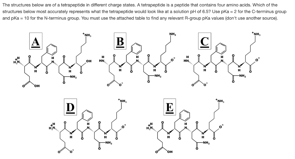 Solved The structures below are of a tetrapeptide in | Chegg.com