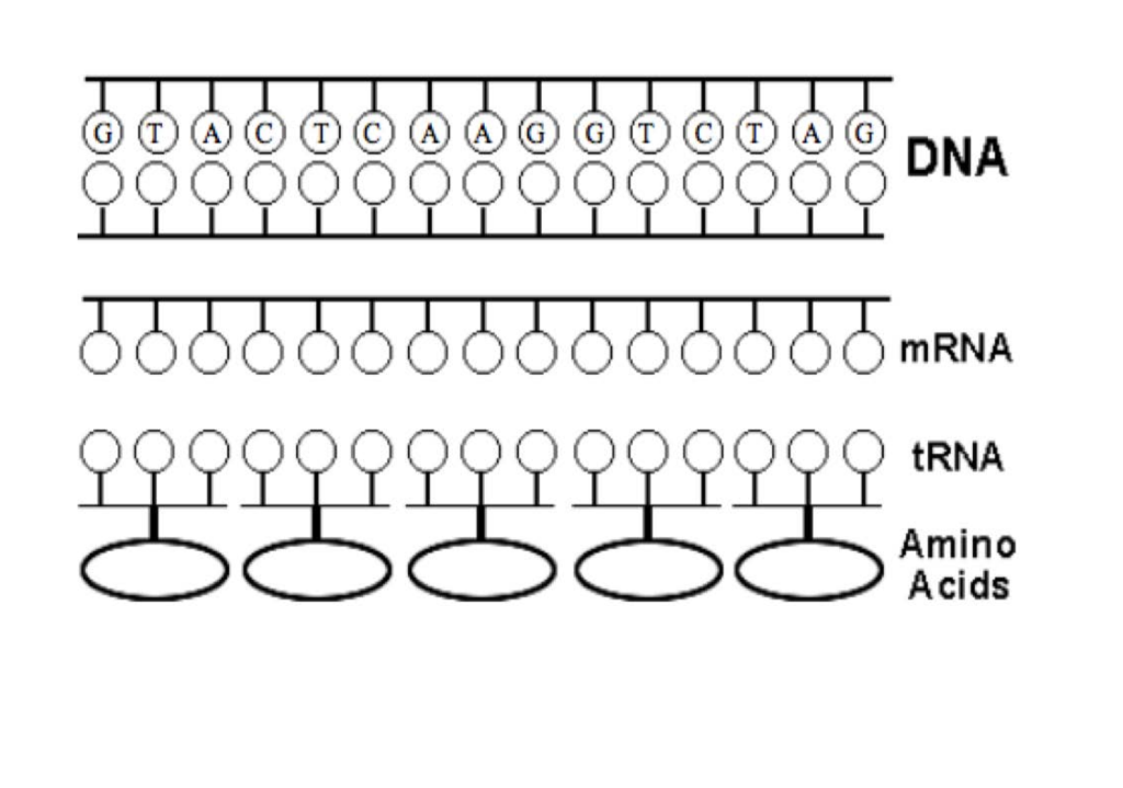 Solved Label the following: nucleus, DNA, ribosomes, | Chegg.com