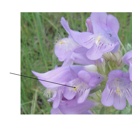 Solved What is the unique term for the shape of this | Chegg.com