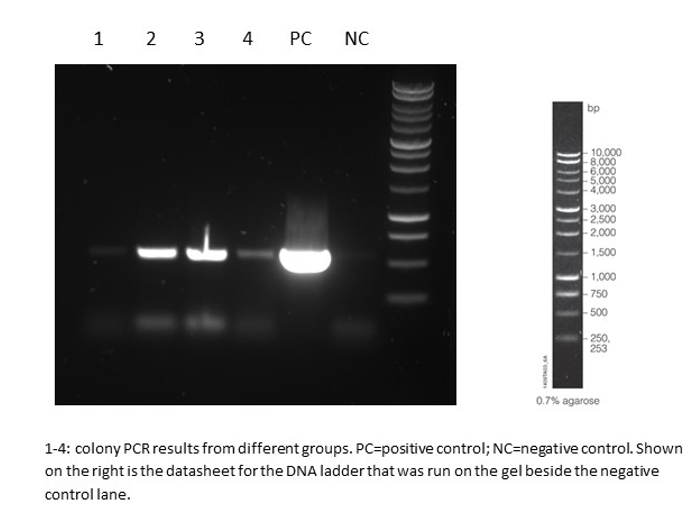 Solved 2. Below is a picture of a gel with colony PCR | Chegg.com