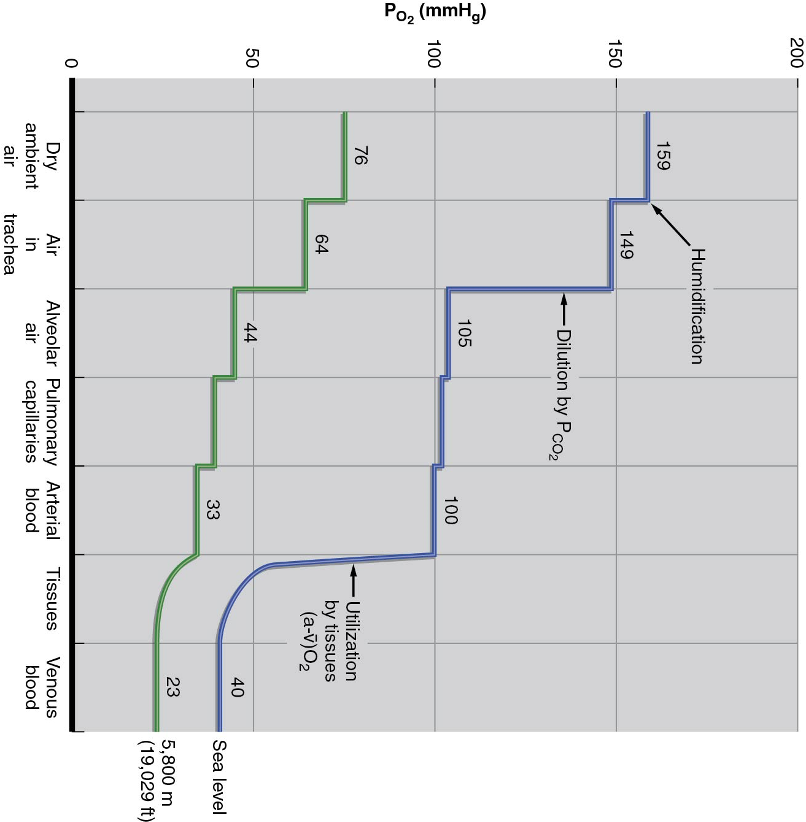 Solved In the figure above, blue represents the oxygen | Chegg.com