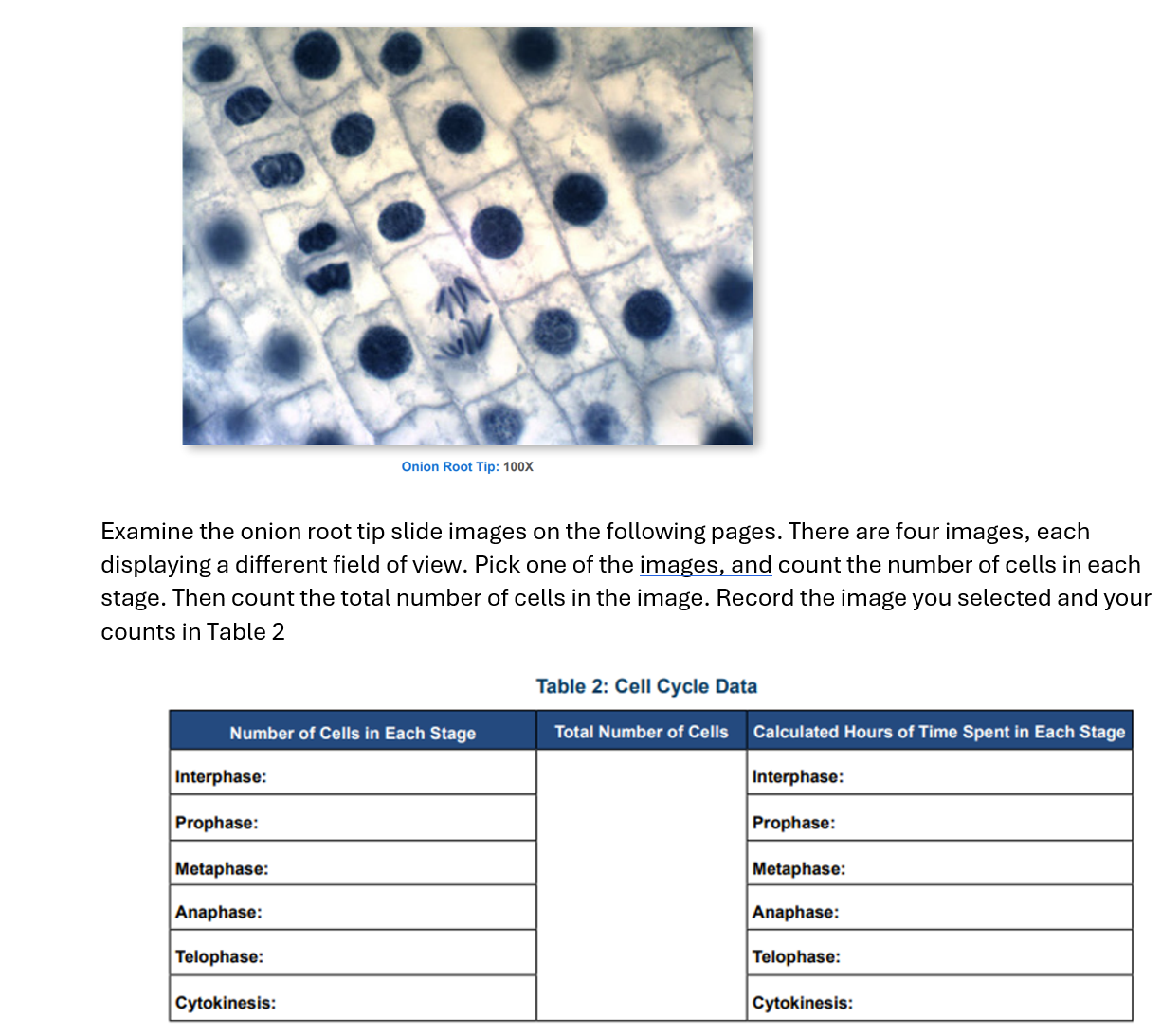 Solved Examine the onion root tip slide images on the | Chegg.com