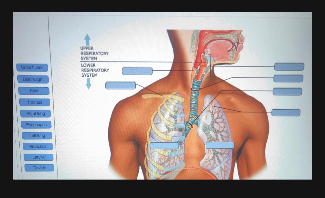 Solved Art-labeling Activity: Structure of a lymph node | Chegg.com