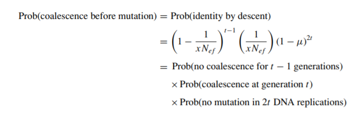 Solved In a region of DNA that fits the infinite alleles | Chegg.com