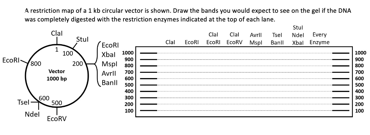 Solved A restriction map of a 1 kb circular vector is shown. | Chegg.com