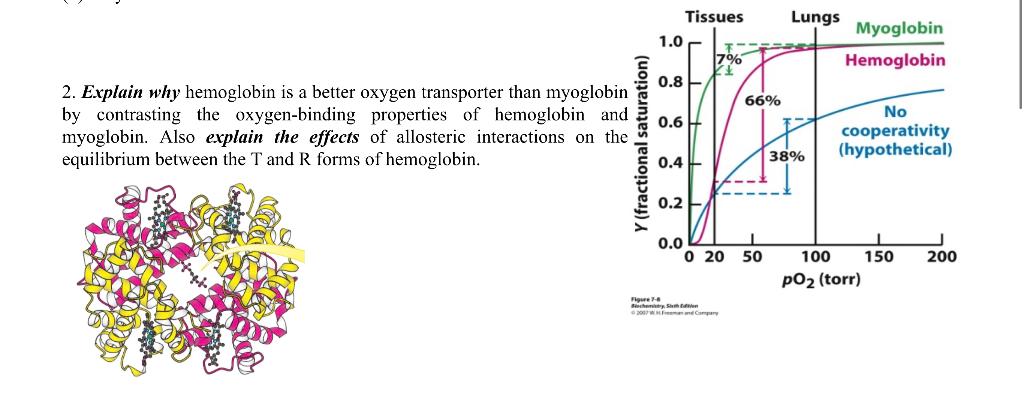 Solved 2. Explain why hemoglobin is a better oxygen | Chegg.com