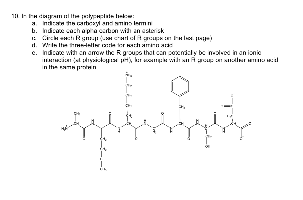 Polypeptide Chart