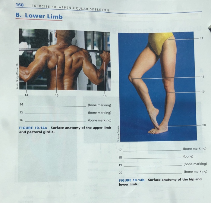 Solved Using Your Knowledge 10 A. Upper Limb Identify the | Chegg.com