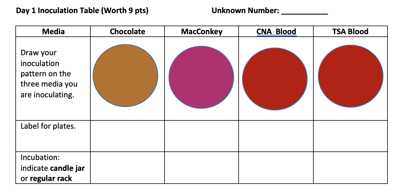 Simulated Procedure for Inoculating Day 1 Media | Chegg.com