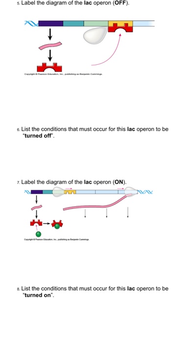 Solved 1. Label the diagram of the trp operon below (ON). 2. | Chegg.com