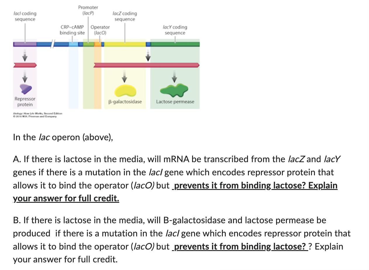 Solved In the lac operon (above), A. If there is lactose in | Chegg.com