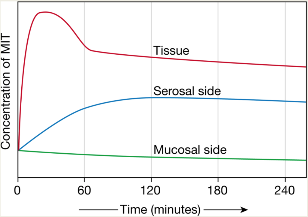 Solved Intestinal transport of the amino acid analog | Chegg.com