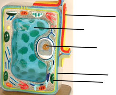 Solved Cells Label the indicated structures in the following | Chegg.com