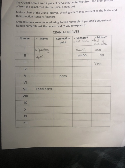 Solved brain tiNsIeau The Cranial Nerves are 12 pairs of of | Chegg.com