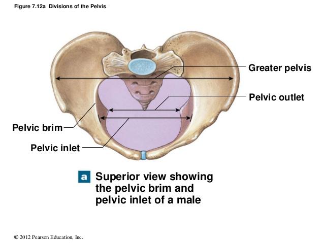 Pelvic Outlet Vs Pelvic Inlet
