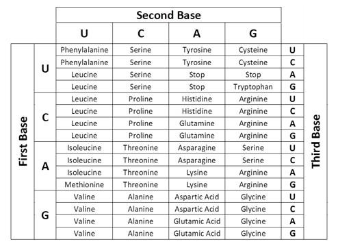 Solved What is the correct order of amino acids represented | Chegg.com