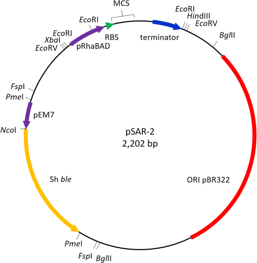 Solved Refer to this map of the plasmid pSAR-2. If pSAR-2 | Chegg.com