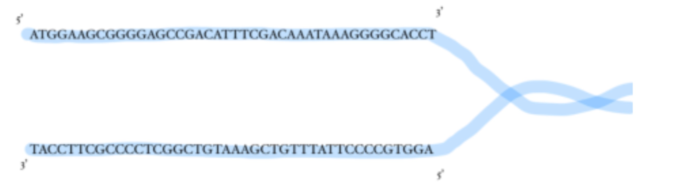 1. ﻿Using the provided DNA template strand, what | Chegg.com