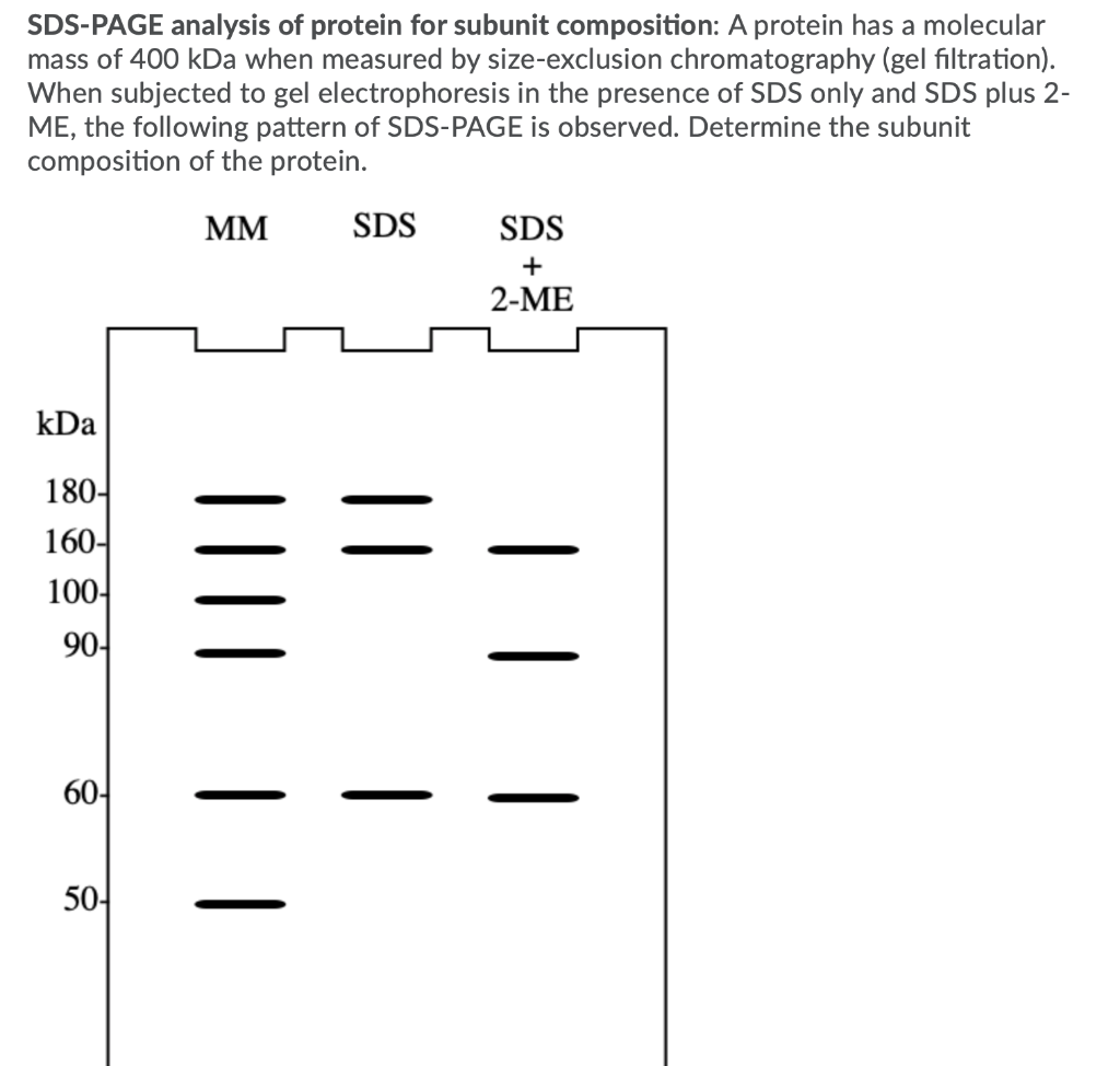 Solved SDS-PAGE analysis of protein for subunit composition: | Chegg.com