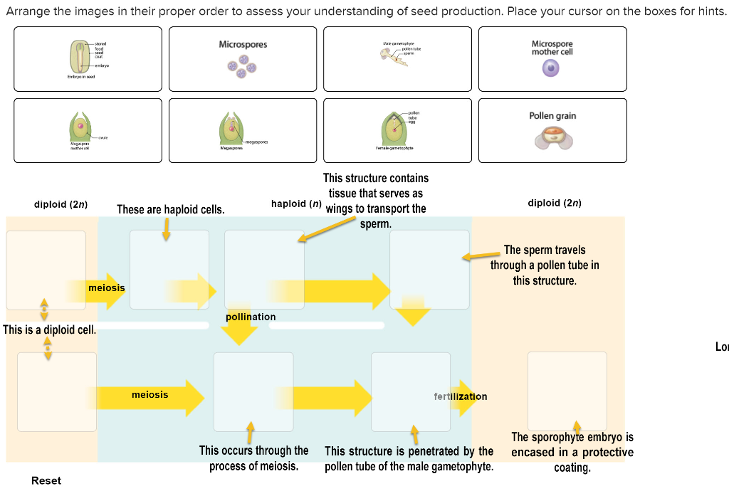 Solved Arrange the images in their proper order to assess | Chegg.com